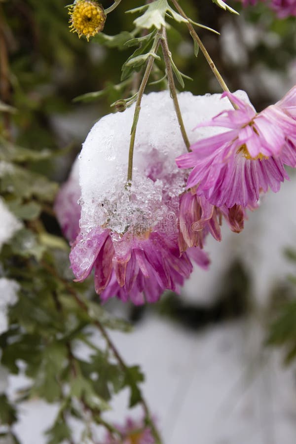 Pink Daisy Flowers Under the Snow Stock Image - Image of daisy ...