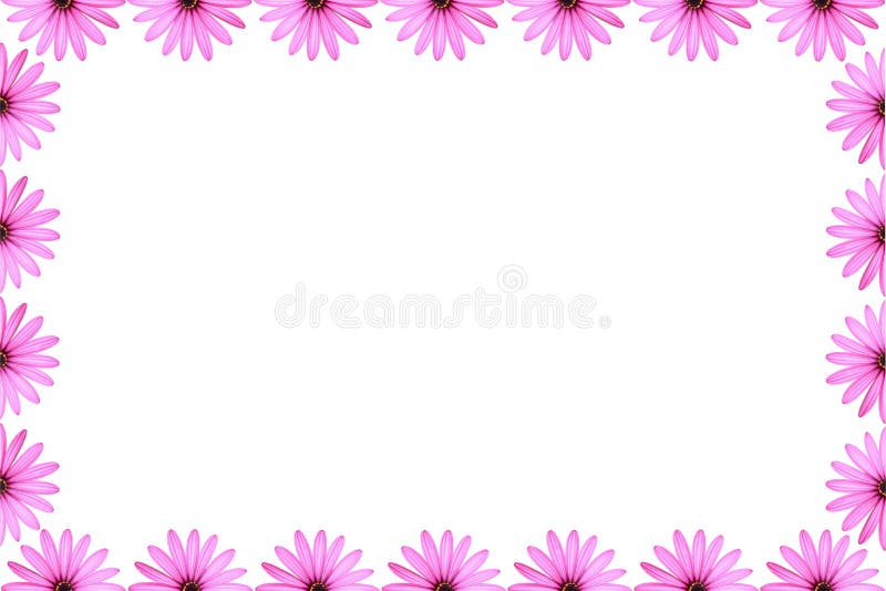 Pink Daisy Frame stock photo. Image of petal, plant, daisy - 26783384