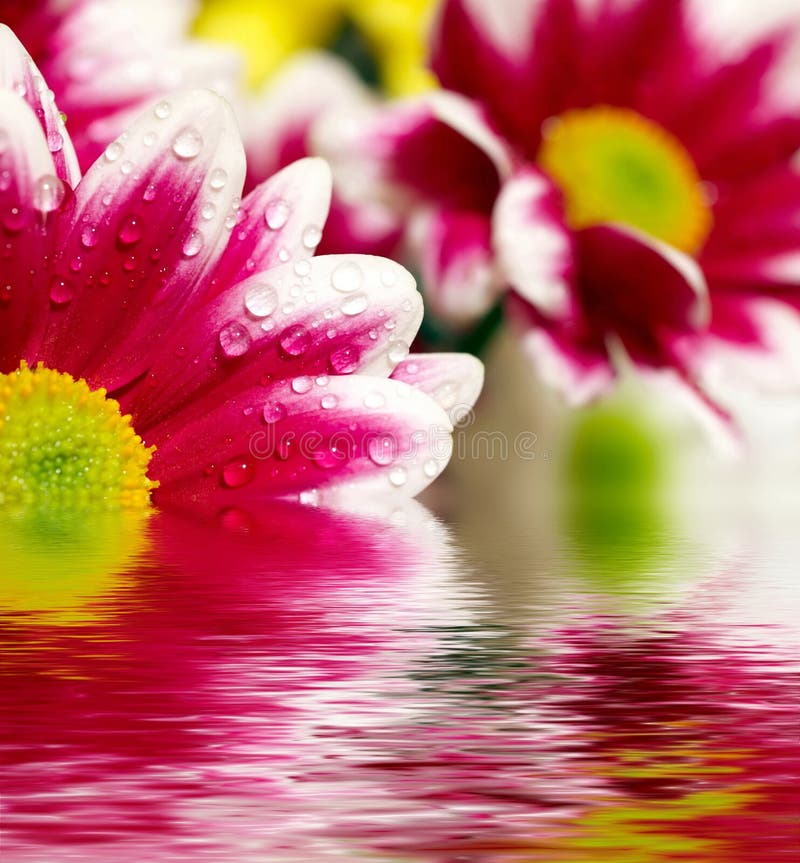 Pink Daisy-gerbera Reflected in the Water Stock Image - Image of ...
