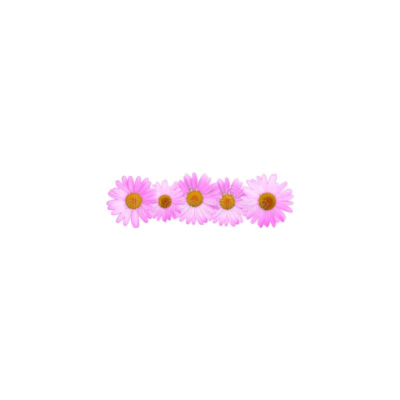 Pink Daisy Hyphen Mark stock illustration. Illustration of colorful ...