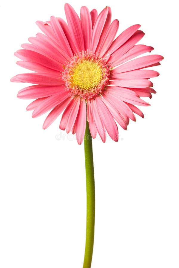 Pink daisy flower stock image. Image of plant, daisy - 72679629