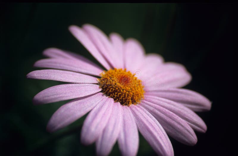 Pink Daisy Macro stock image. Image of pink, botanical - 1549957