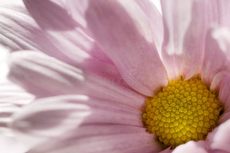 Pink daisy macro shot stock image. Image of gardening - 3258155
