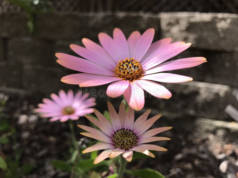 Pink daisy stock image. Image of blossom, flowers, pinkdaisy - 99975831