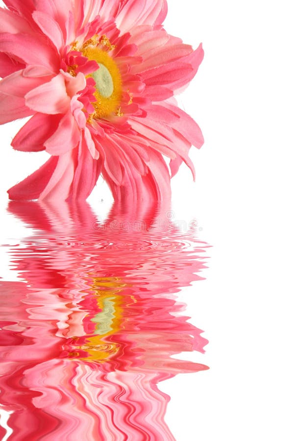 Pink daisy in water stock photo. Image of isolated, pink - 3101670