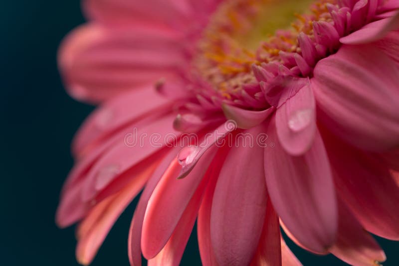 Pink daisy with water drop stock photo. Image of spring - 145872404