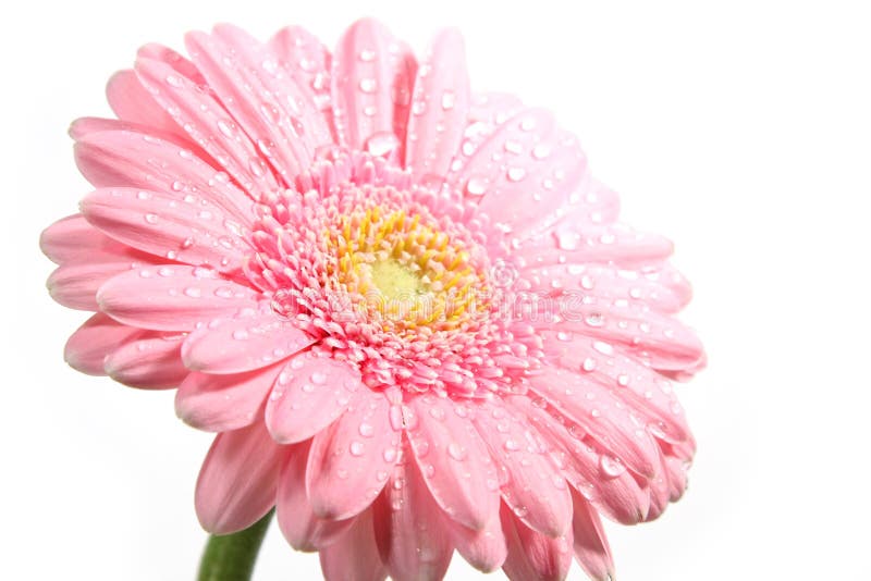 Pink daisy flowers stock image. Image of botany, pastel - 9906791