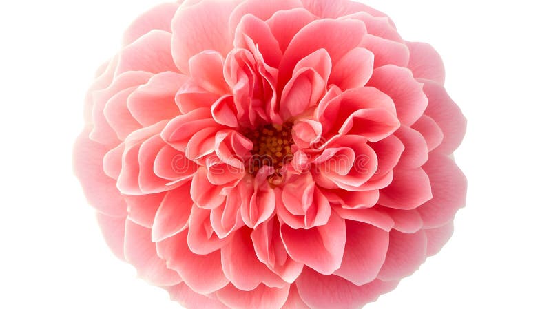 Pink Damascus Rose Flower Top View Isolated on White Background Stock ...