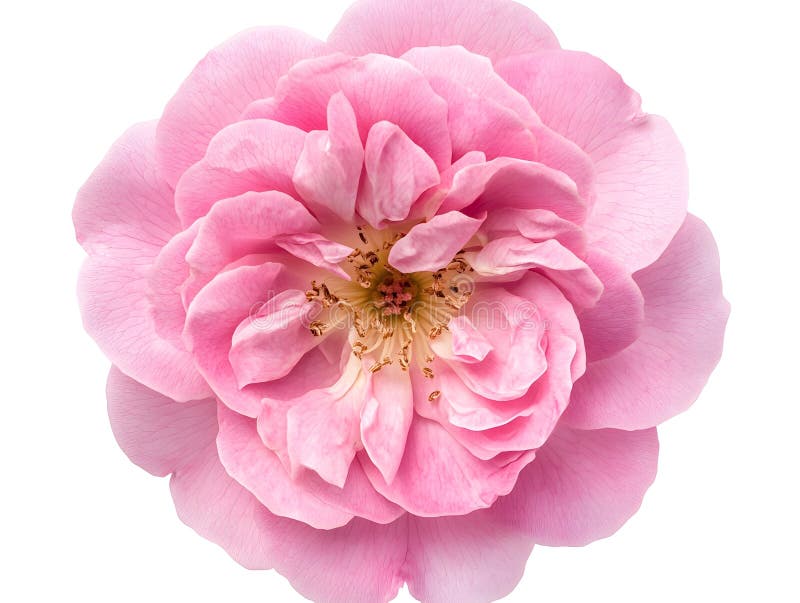 Pink Damascus Rose Flower Top View Isolated on White Background Stock ...