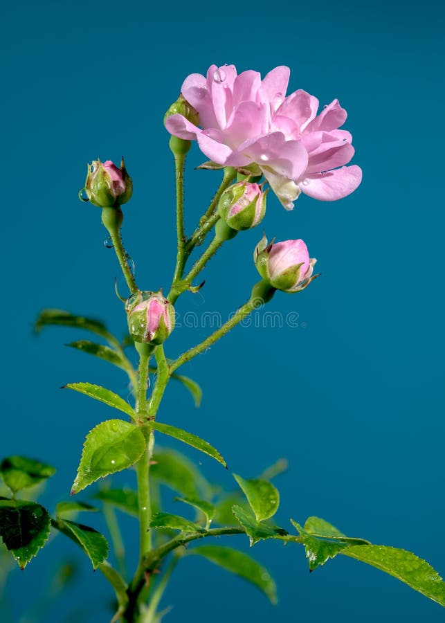 Pink Damask Rose on a Blue Background Stock Image - Image of floral ...