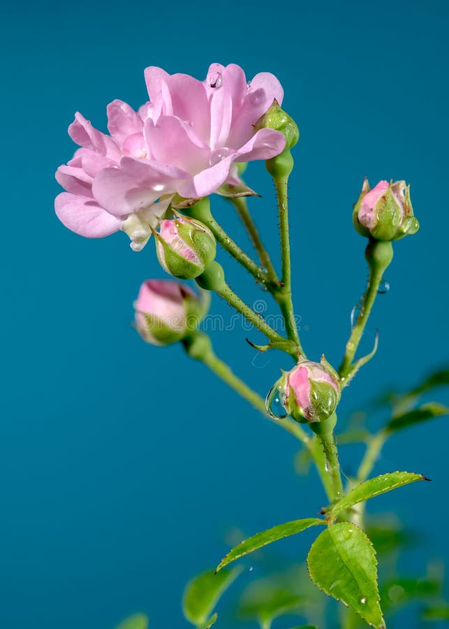 Pink Damask Rose on a Blue Background Stock Image - Image of garden ...
