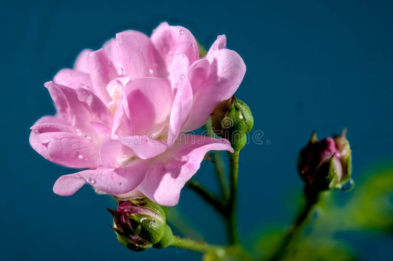 Pink Damask Rose on a Blue Background Stock Photo - Image of colorful ...