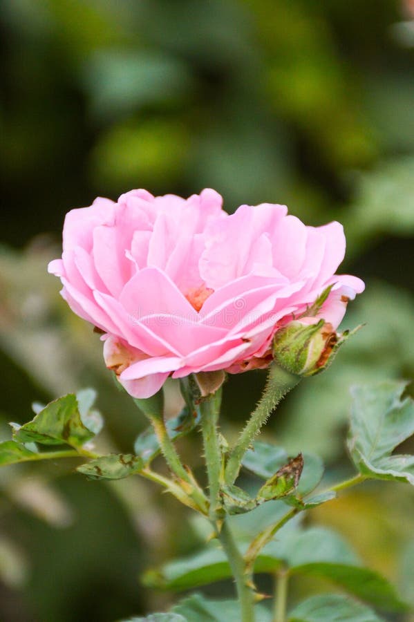 Pink damask rose flower stock image. Image of floral - 63991627