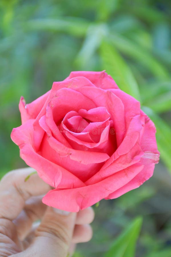 Pink damask rose flower stock image. Image of garden - 109637639