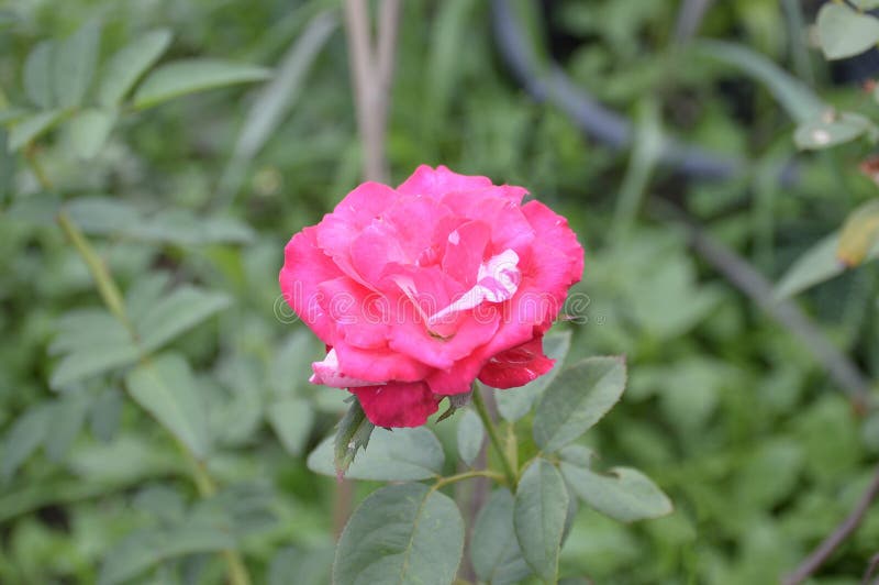 Pink damask rose flower stock image. Image of petal, fresh - 96362091