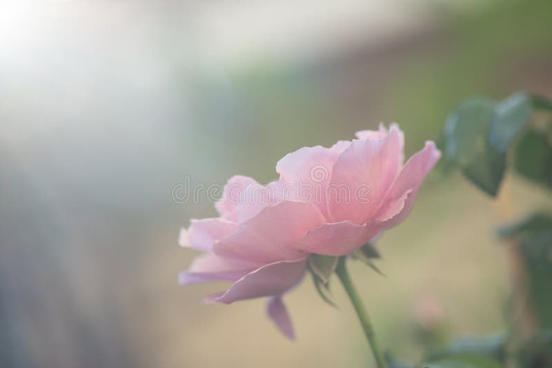 Pink Damask Rose Flower on Nature Surface with Backlit Photography ...