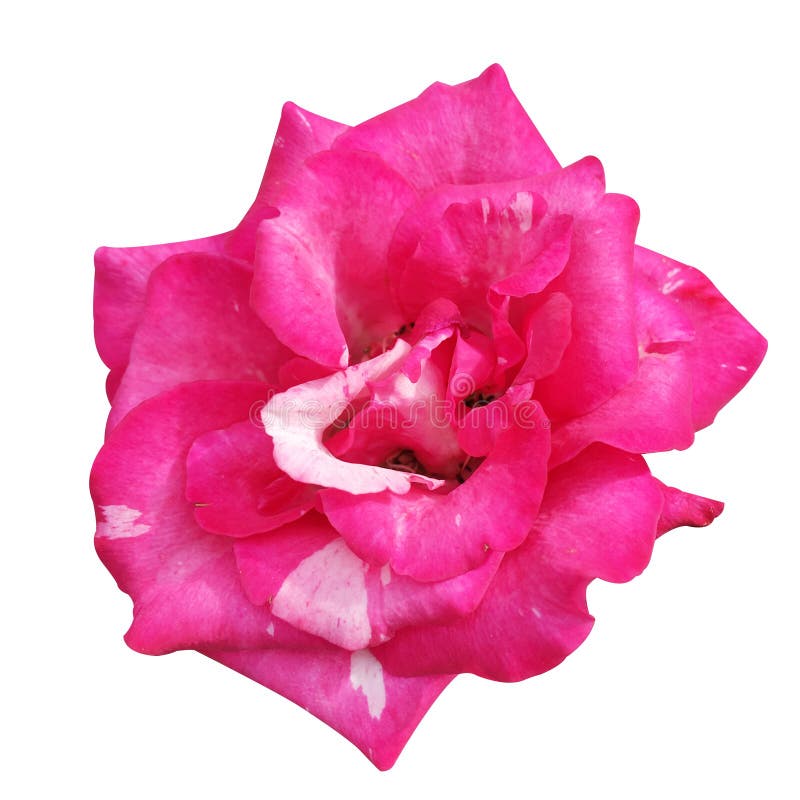 Pink damask rose flower stock image. Image of natural - 104514163