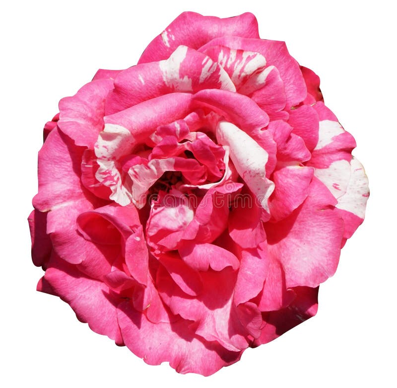 Damask Rose Magnoliophyta Flower Pot B Stock Photo - Image of close ...