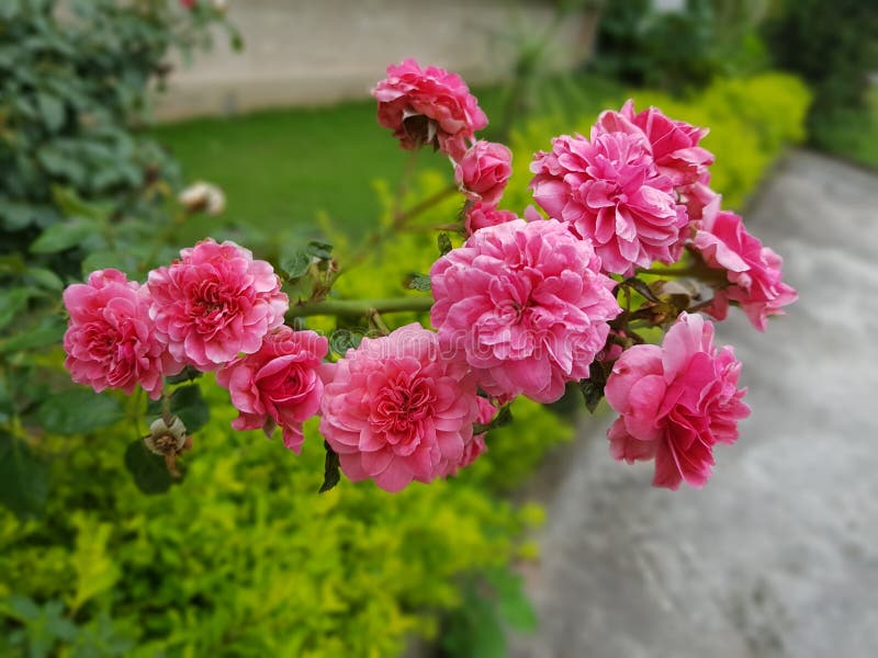 Pink Damask Rose Flowers in the Garden Stock Image - Image of damask ...