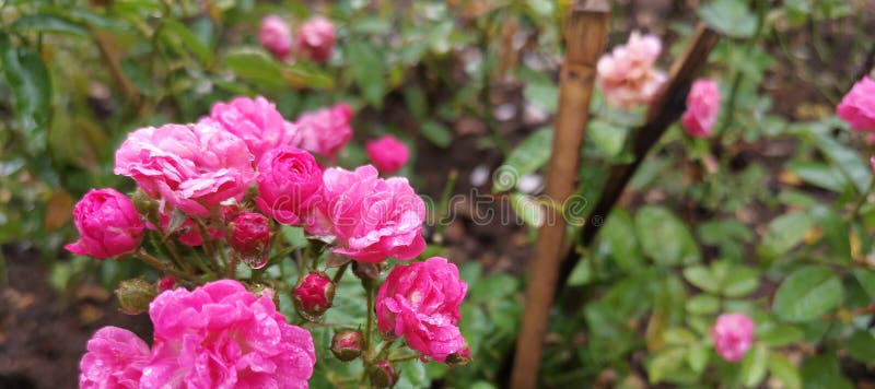A Pink Damask Rose with Water Droplets on the Flower Petals Stock Image ...