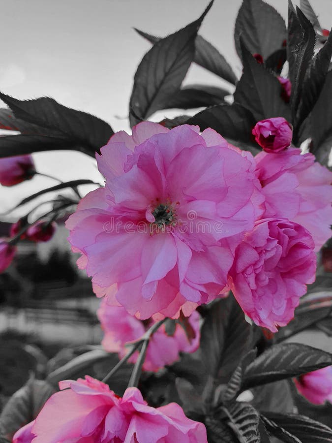 Damask Roses Growing in the Garden Stock Photo - Image of summer, rose ...
