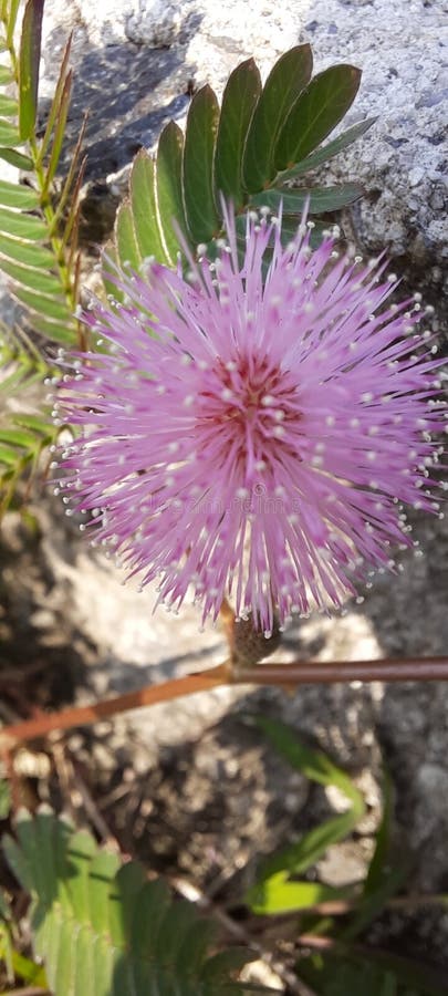 Dandelion Micro Shoot Stock Photos - Free & Royalty-Free Stock Photos ...