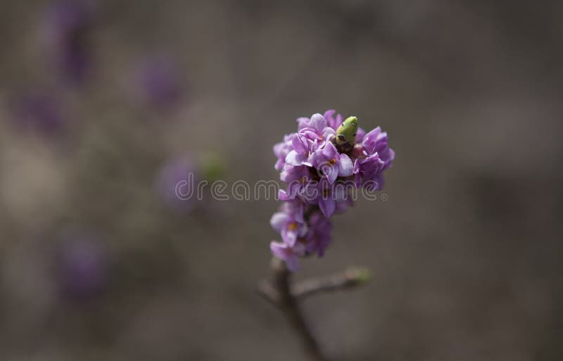 Pink daphne in close stock photo. Image of outdoor, daphne - 225672408