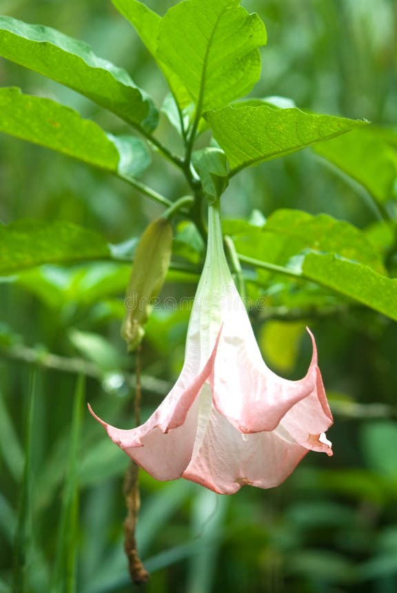 Pink datura flower stock image. Image of smell, annual - 27732295