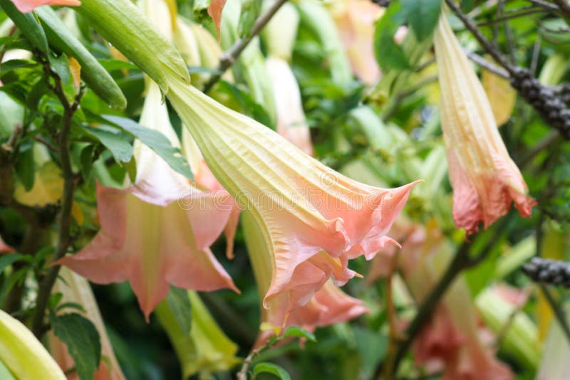 Pink datura stramonium stock photo. Image of nature - 249089928