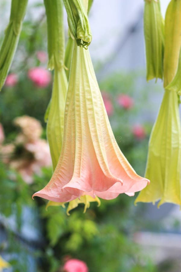 Pink datura stramonium stock photo. Image of brugmansia - 249090020