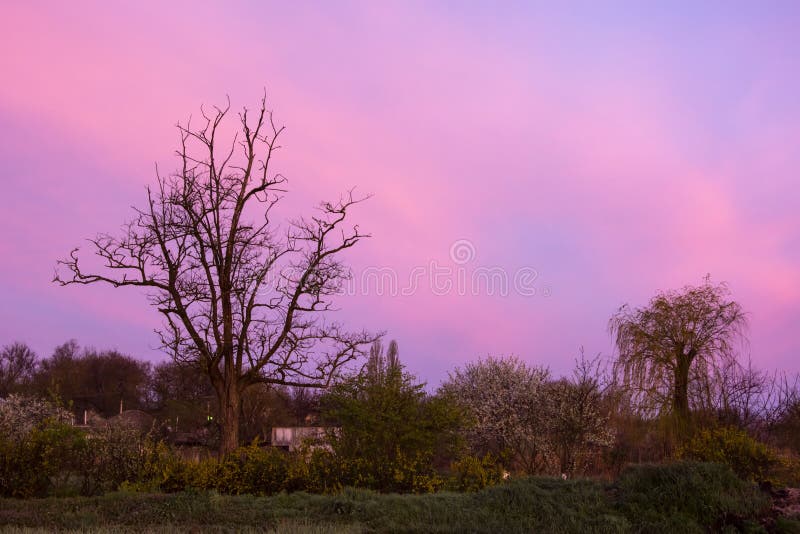 Pink dawn stock photo. Image of bright, purple, gardens - 40689140