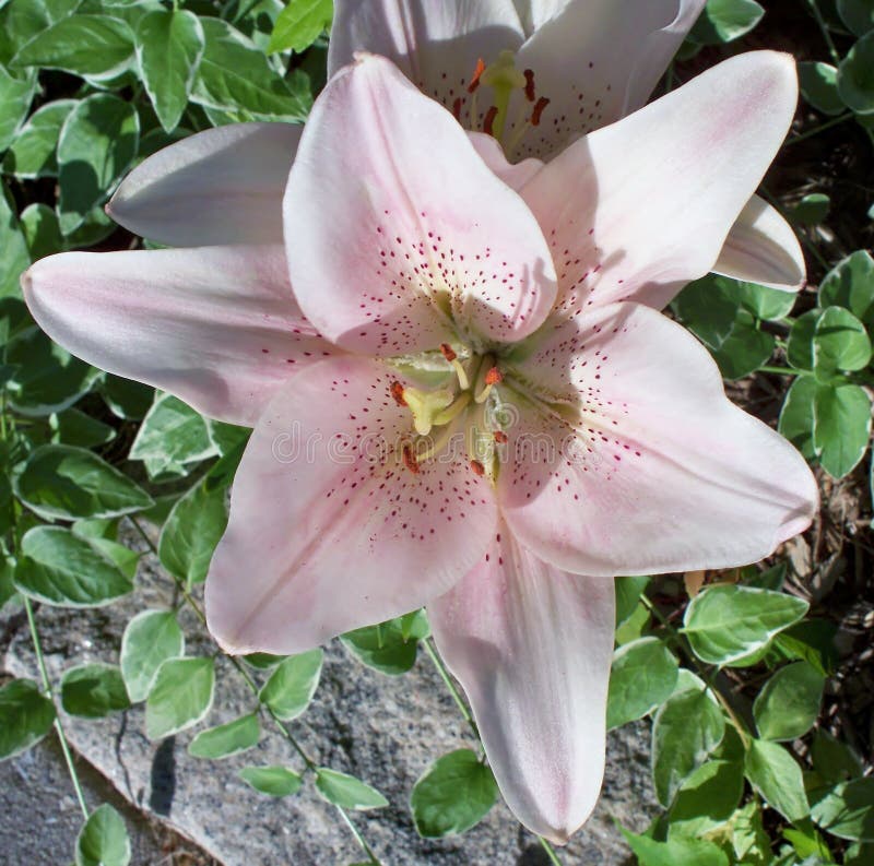 Pink day lily stock photo. Image of pretty, lily, spring - 67375032