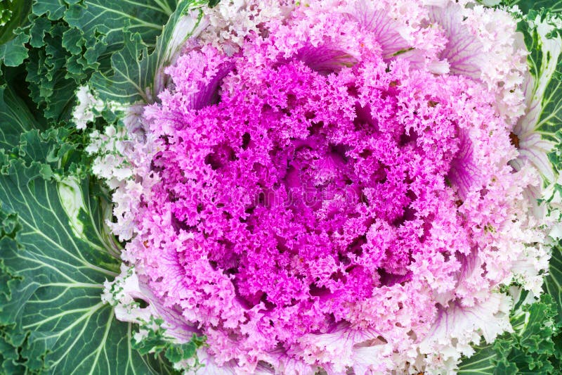 Pink Decorative Cabbage, Macro Photo Stock Image - Image of kale ...