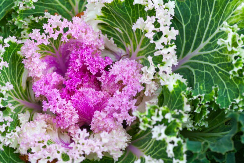 A Closeup Of A Pink Cabbage Stock Photo - Image of flower, vegetation ...