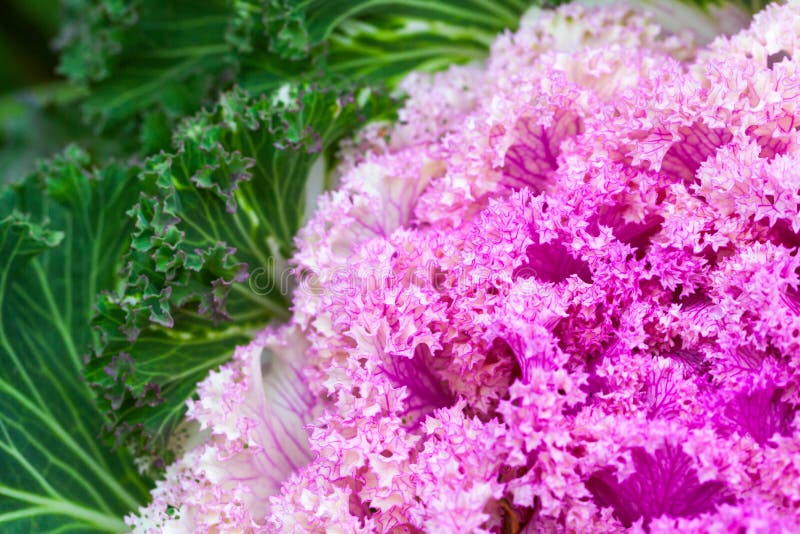 Pink Decorative Cabbage, Photo with Selective Focus Stock Photo - Image ...