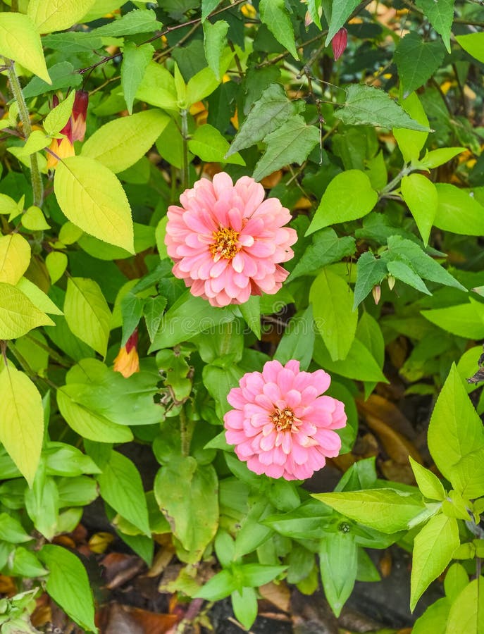 Pink Decorative Flowers on Green Leaves Background Stock Photo - Image ...