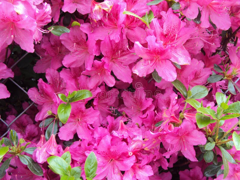 Pink decorative flowers stock photo. Image of abstract - 134118908