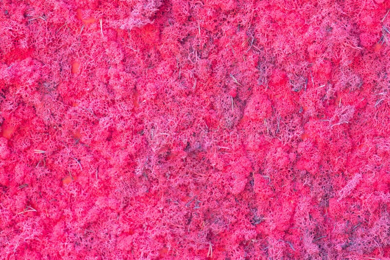 Pink Decorative Moss Texture. Wall from Moss Background Stock Photo ...