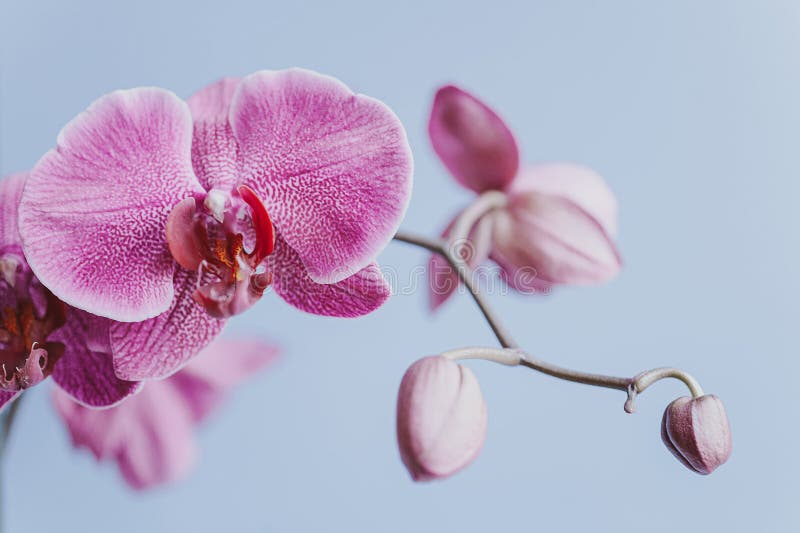 Pink Delicate Blossoming Orchid on the Background Stock Photo - Image ...