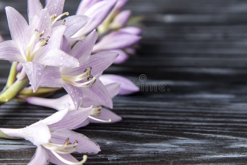 Pink Delicate Flowers Hosta on a Beautiful Wooden Background Stock ...