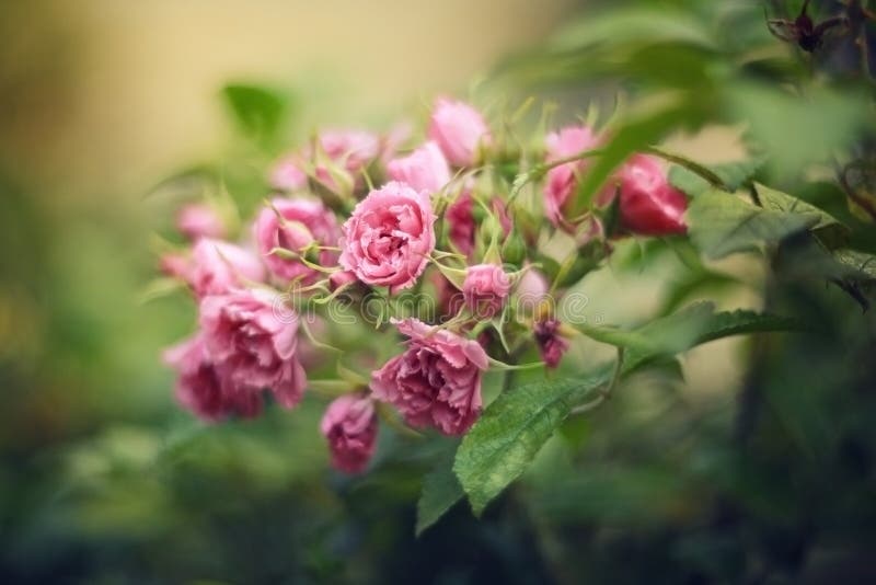 Pink delicate roses stock photo. Image of pink, summer - 108935390