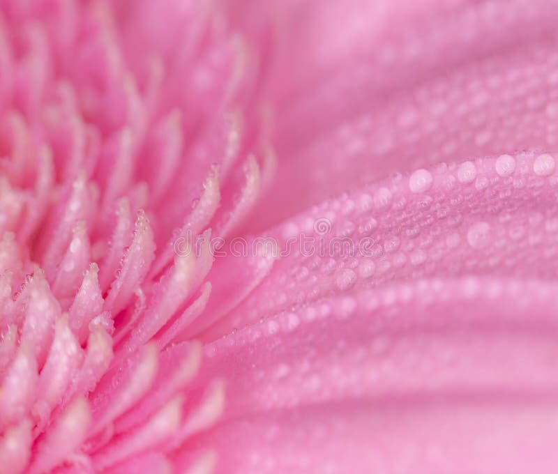 Pink delight stock photo. Image of flowers, pink, close - 87140364