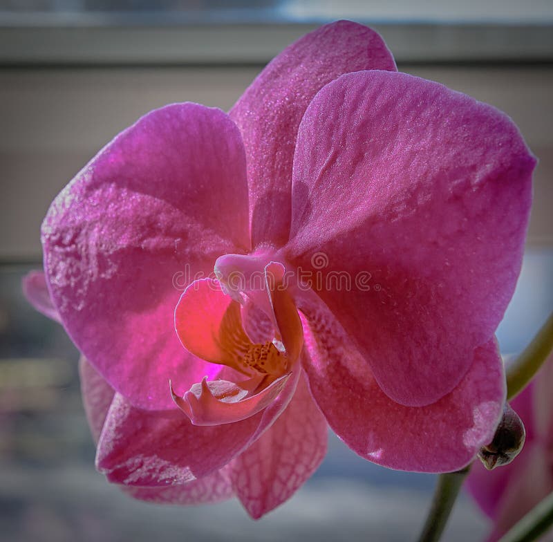 Pink Delight stock image. Image of flower, glow, utah - 50839085