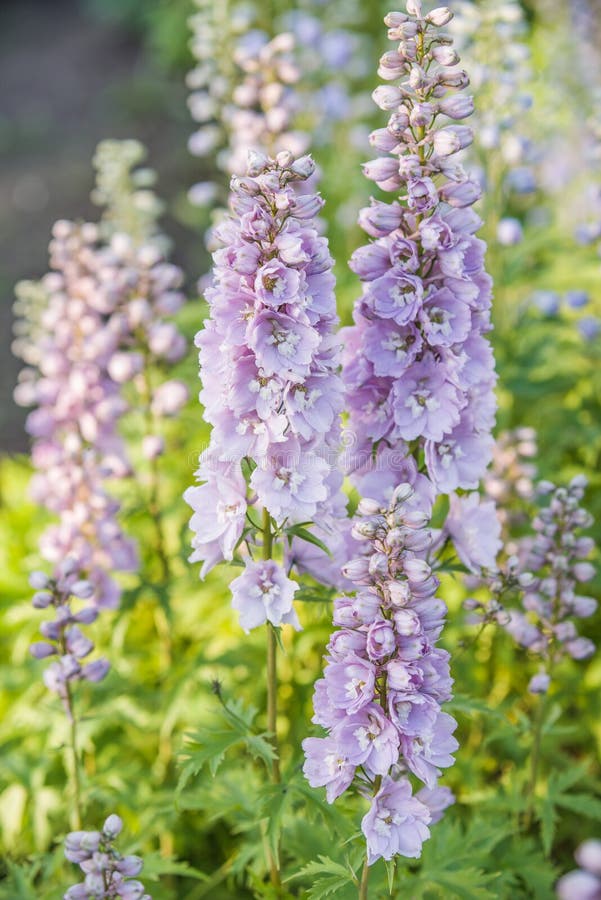 Pink Delphinium stock photo. Image of luxury, colorful - 96329894