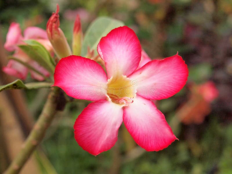 Pink Desert Rose stock image. Image of closeup, backdrop - 141775237