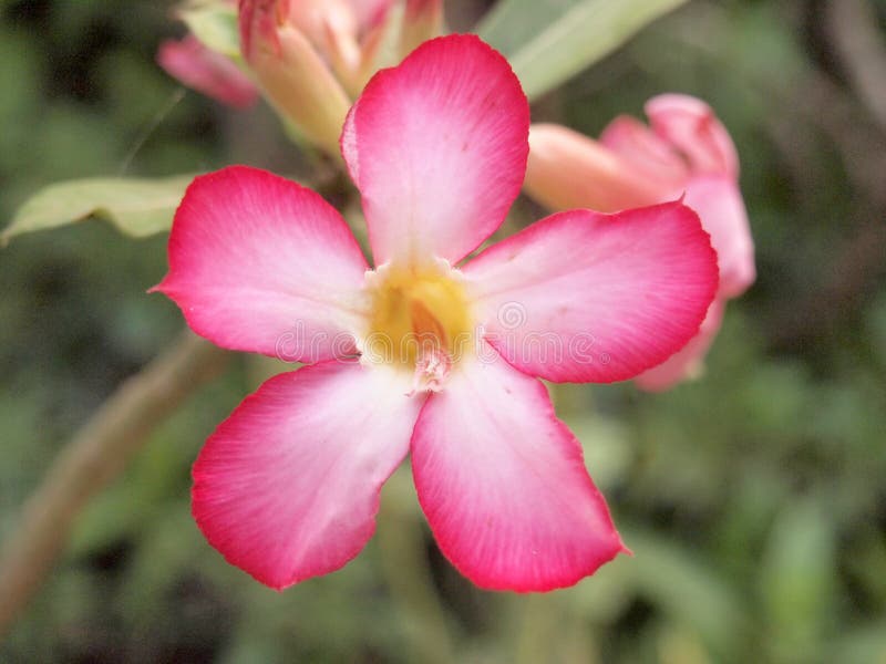 Pink Desert Rose stock photo. Image of biology, leaf - 141775558