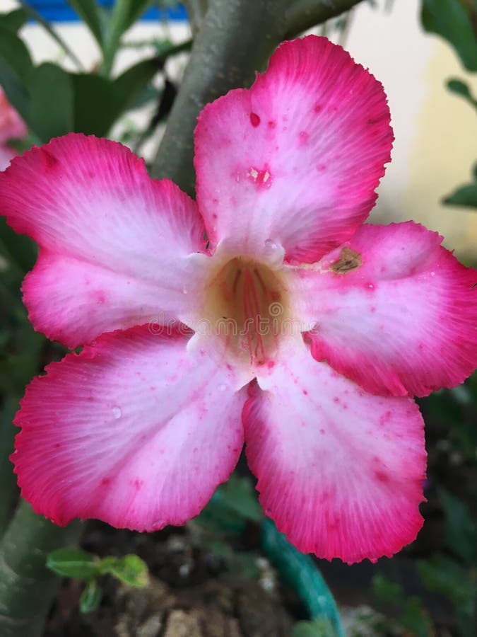 Pink desert rose stock photo. Image of desert, rosena - 82400950