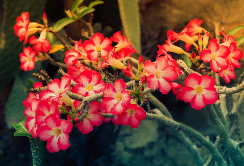 Pink Desert Rose blooming stock image. Image of botany - 258594747