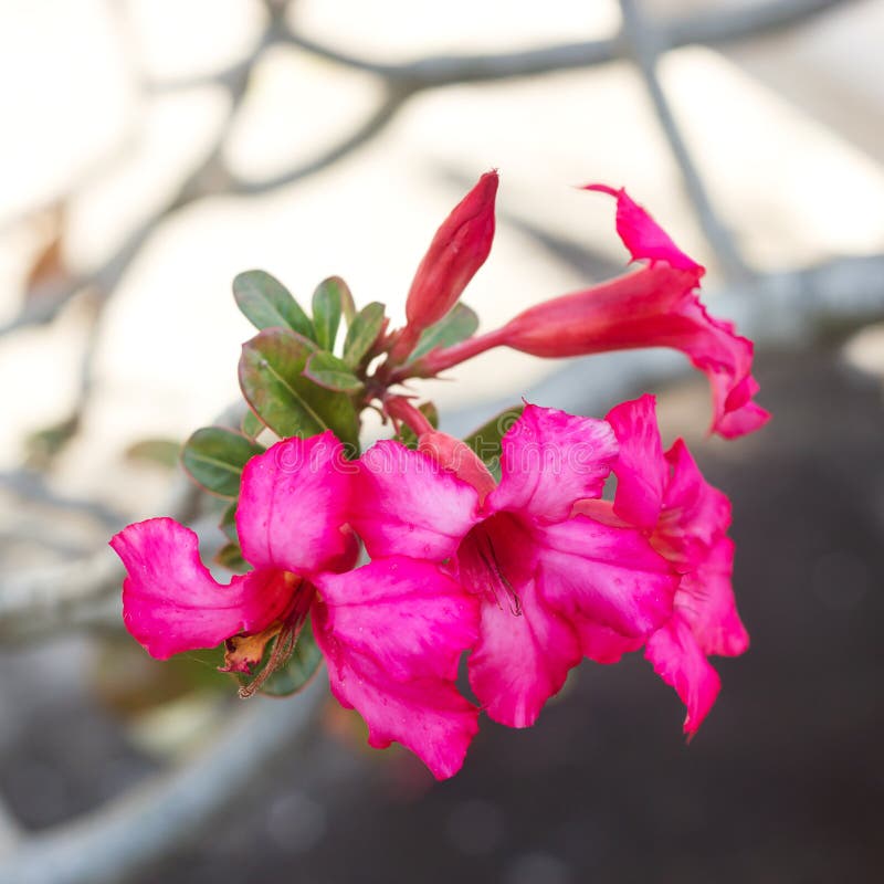 Azalea Berry Rose Stock Photos - Free & Royalty-Free Stock Photos from ...