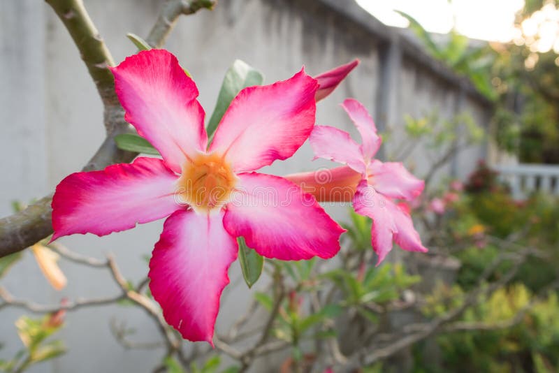 Pink Desert Rose Flower Panicle Stock Photo - Image of flower, desert ...